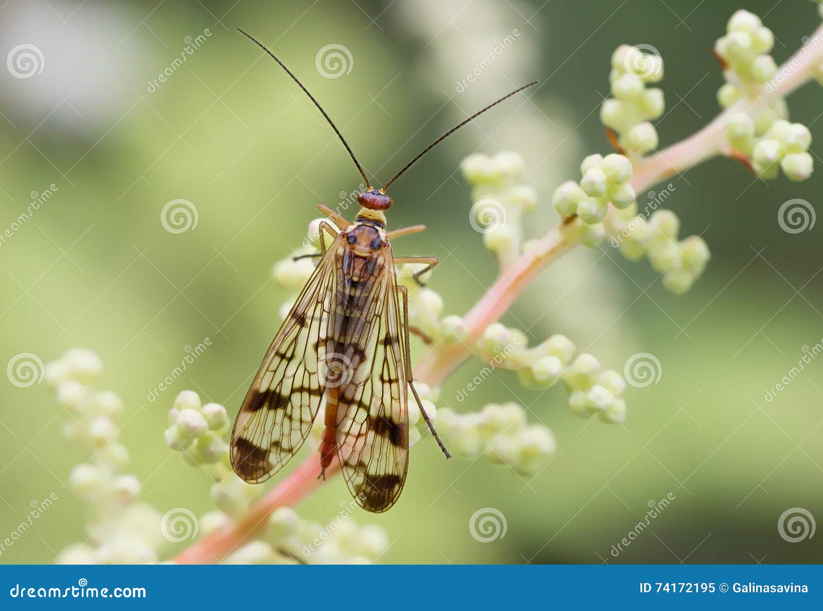 Fly stock image. Image of animal, closeup, wings, long - 74172195