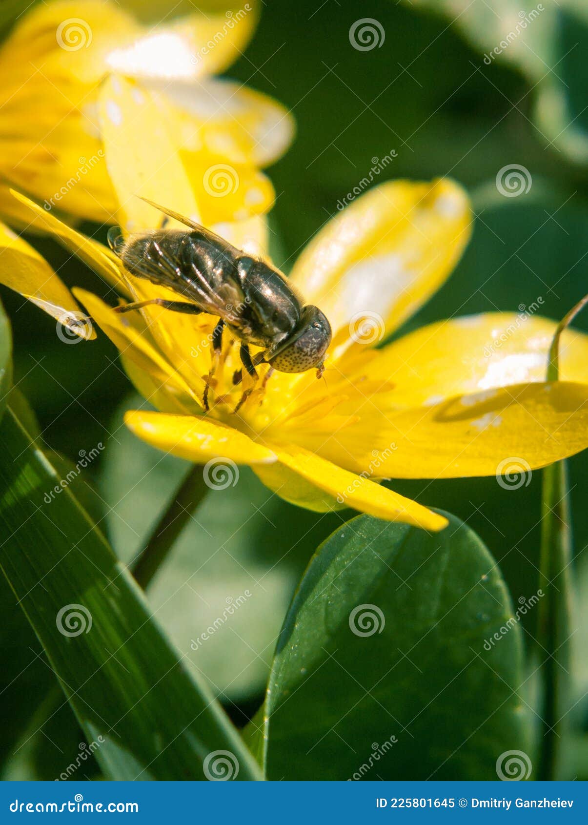 Fly and flower stock image. Image of yellow, nature - 225801645