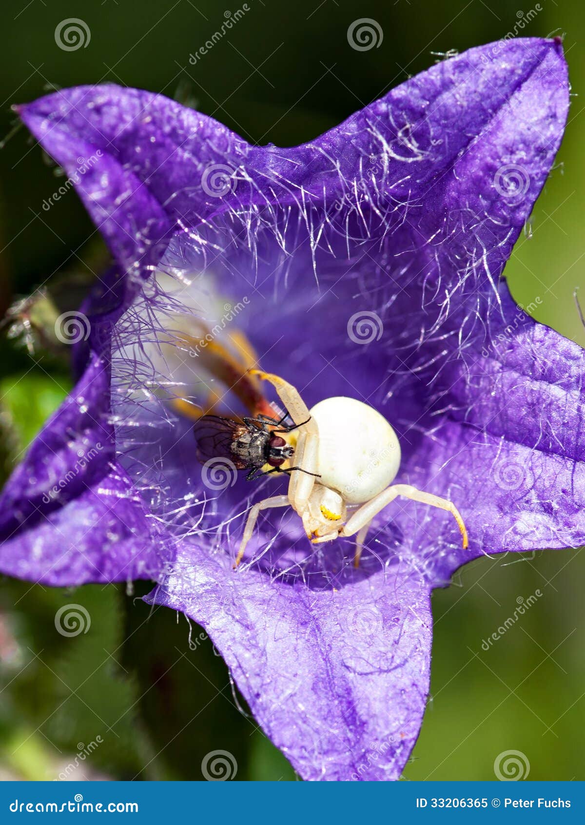 Fly on a spider stock image. Image of creepy, nature - 33206365