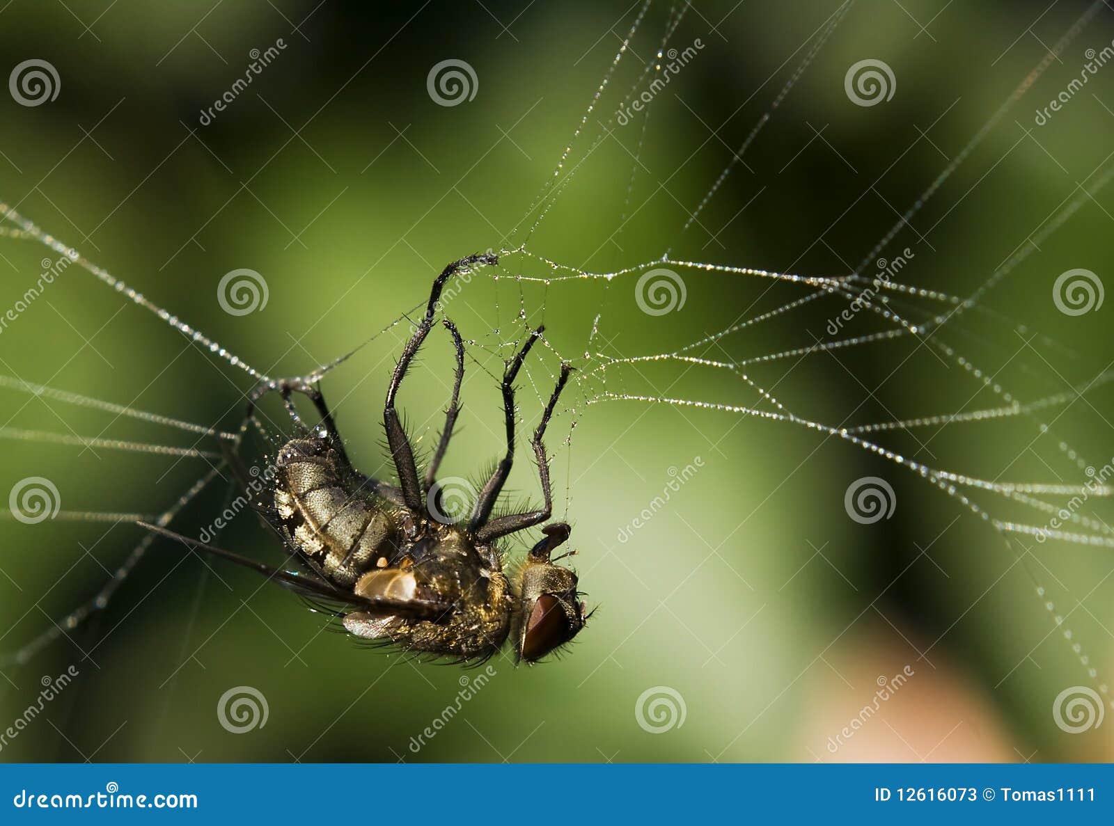 Fly in a spider trap. stock image. Image of little, killer - 12616073