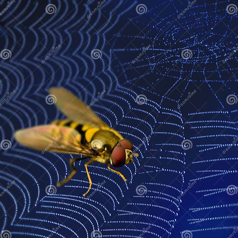 Fly in spider web stock photo. Image of circle, crystal - 14670364