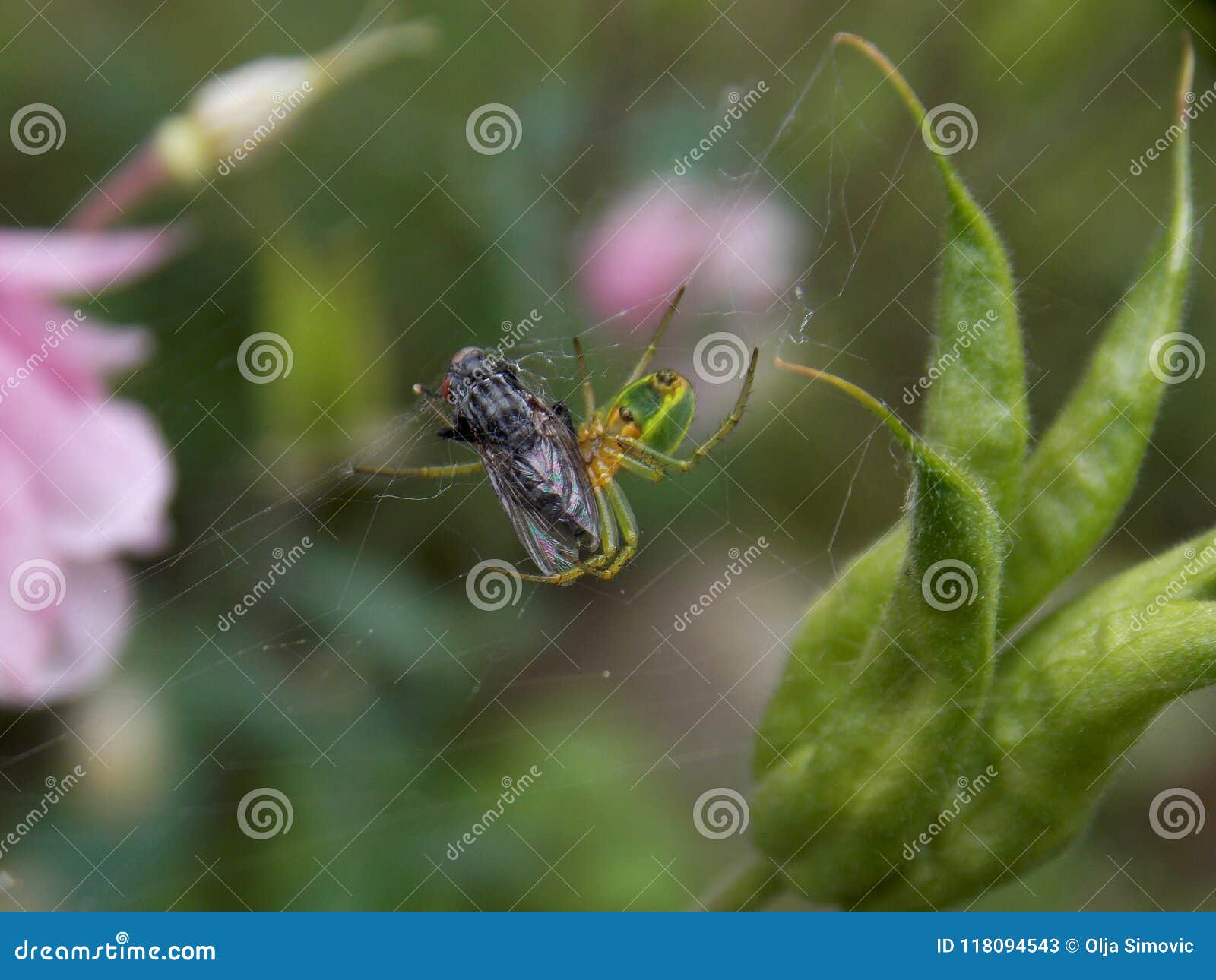Fly in the spider web stock image. Image of plant, insect - 118094543