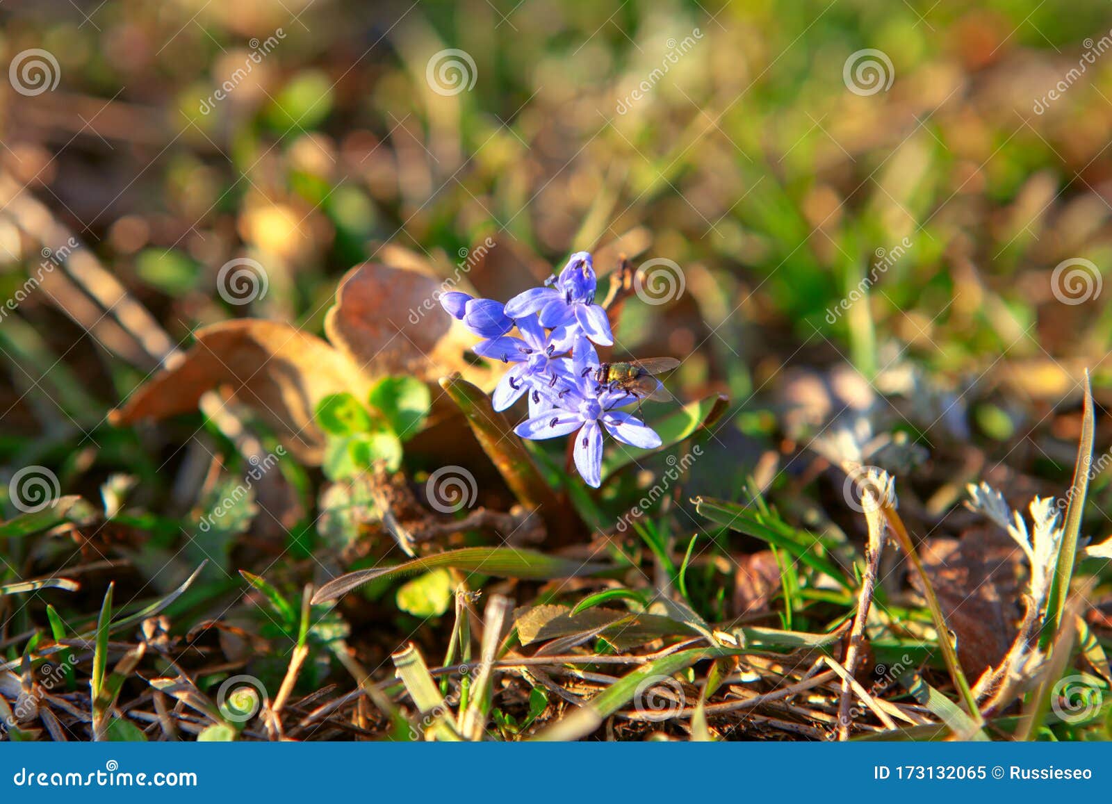 Fly on the spring flower stock image. Image of bright - 173132065