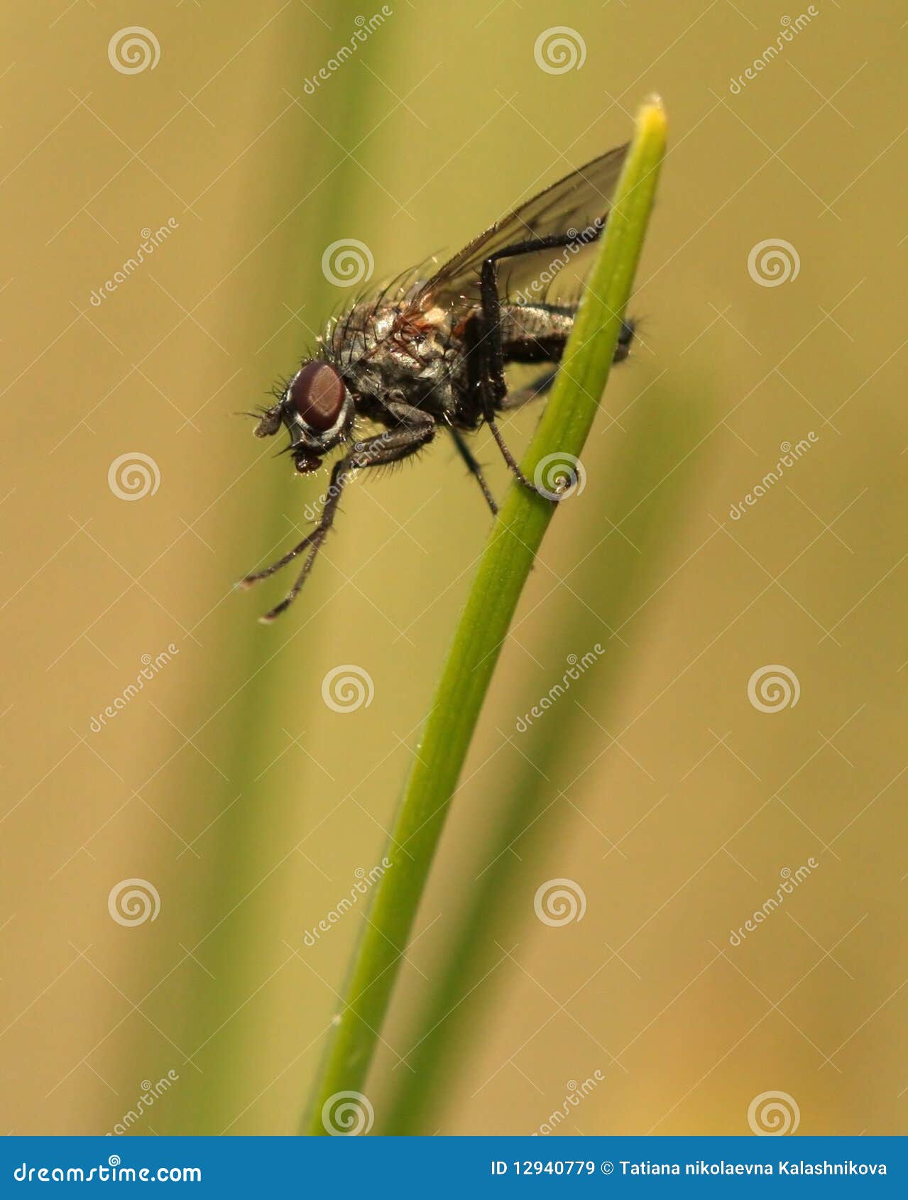 The Fly on a Stalk of a Grass Stock Image - Image of botany, wild: 12940779