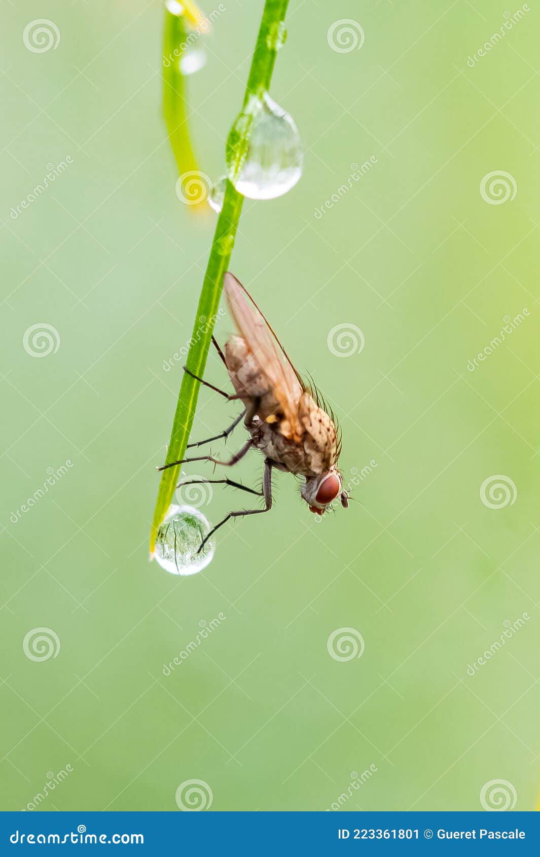 A fly with a drop stock image. Image of close, gardening - 223361801