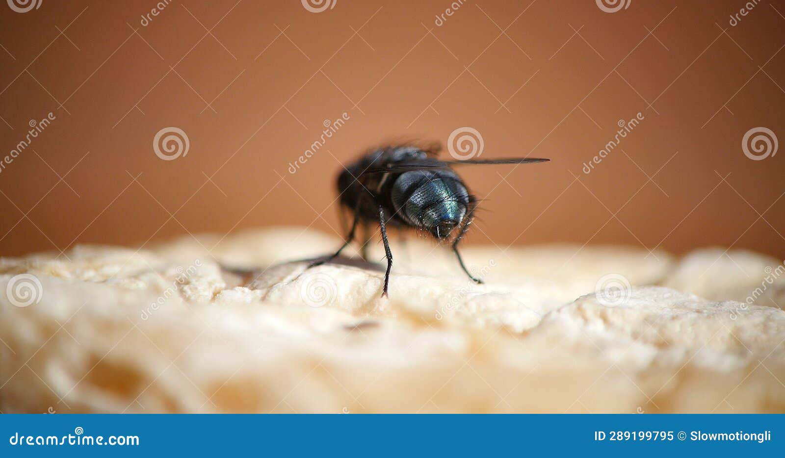 Fly Standing on a Piece of Cheese, Normandy in France Stock Image ...