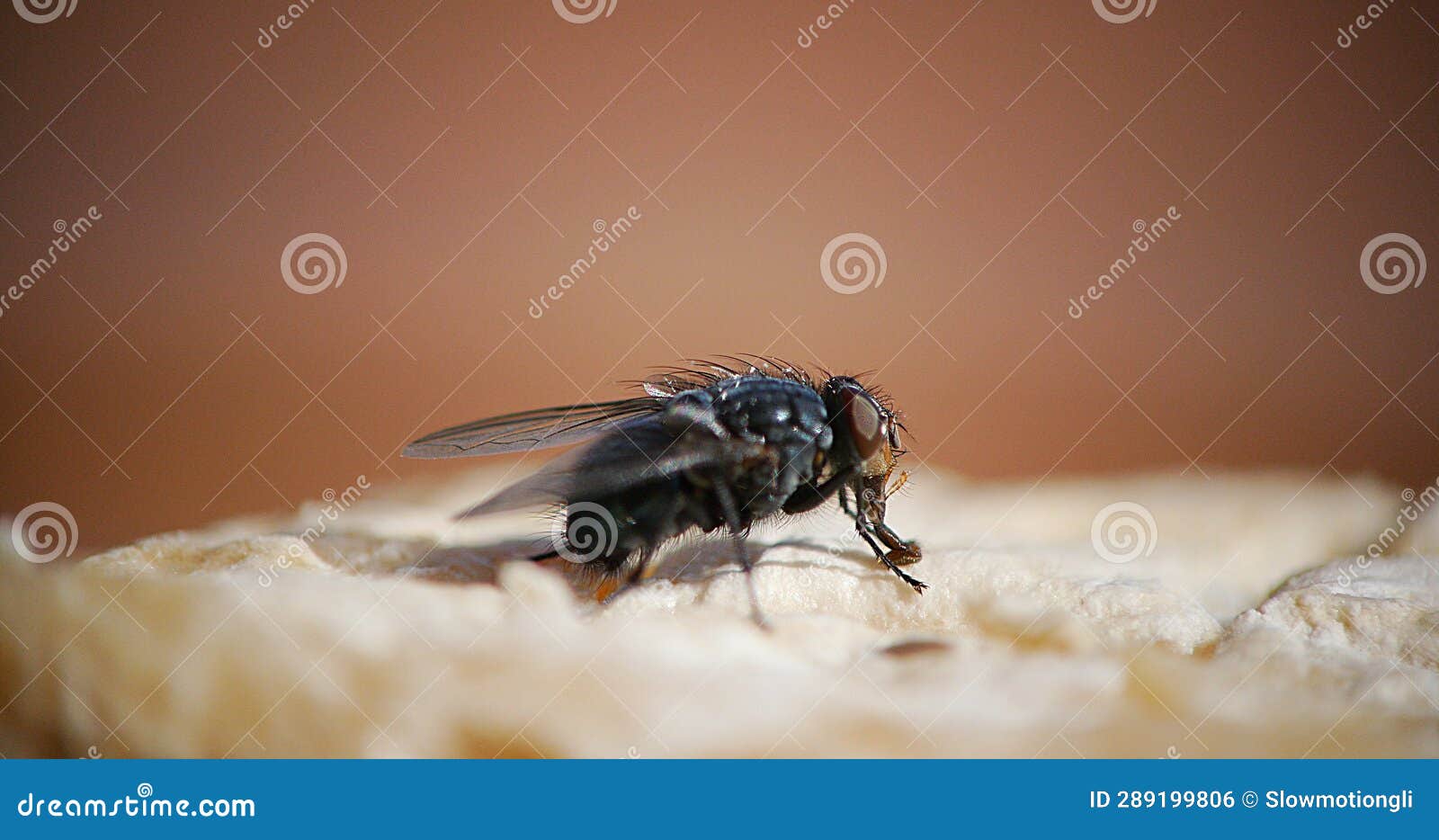 Fly Standing on a Piece of Cheese, Normandy in France Stock Photo ...