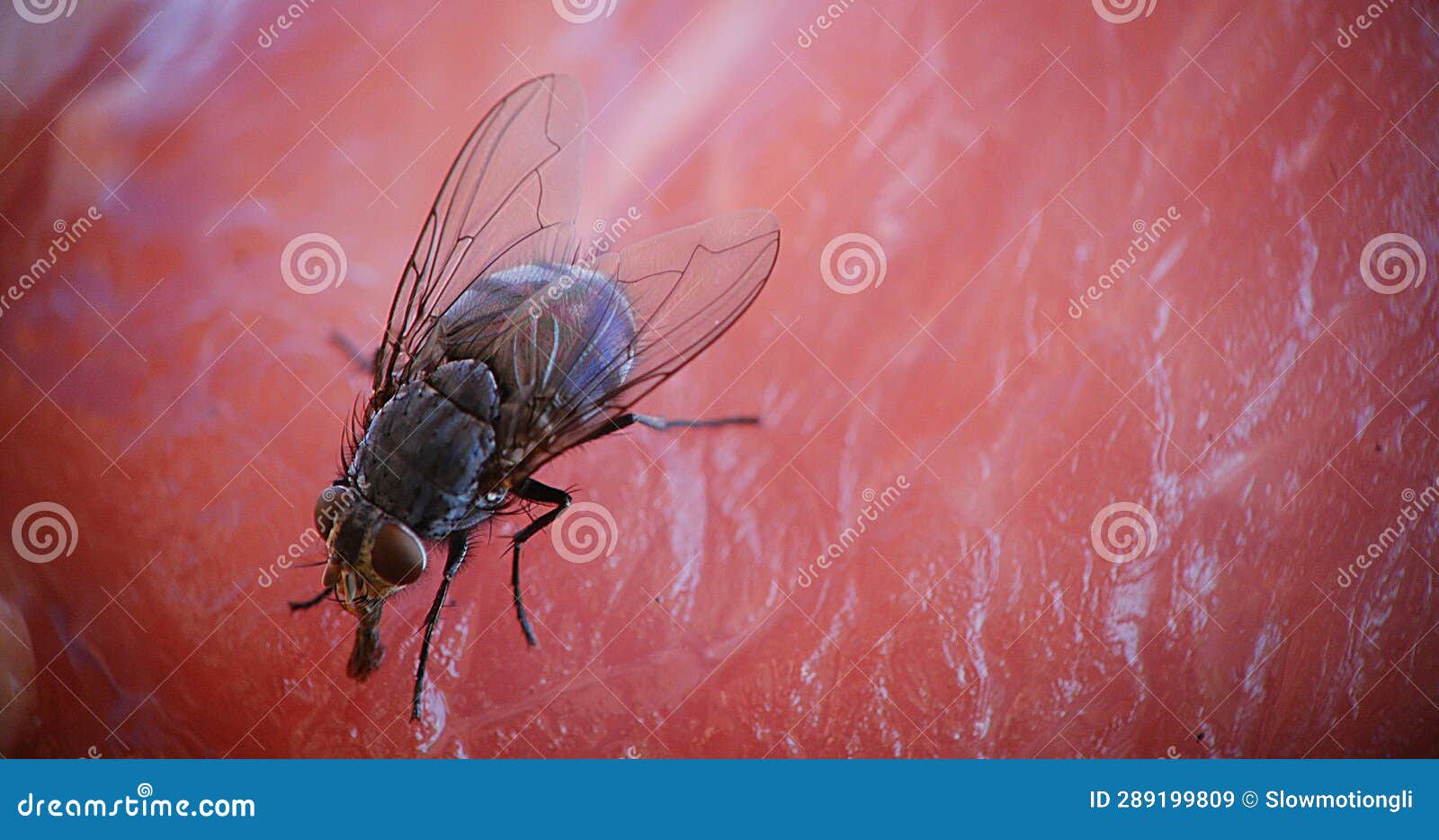 Fly Standing on a Piece of Meet, Normandy in France Stock Image - Image ...