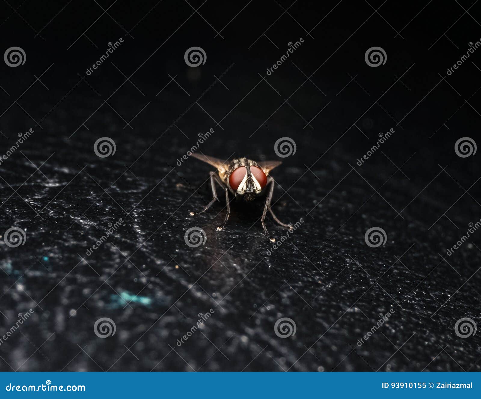 Fly standing on the rocks stock image. Image of insect - 93910155