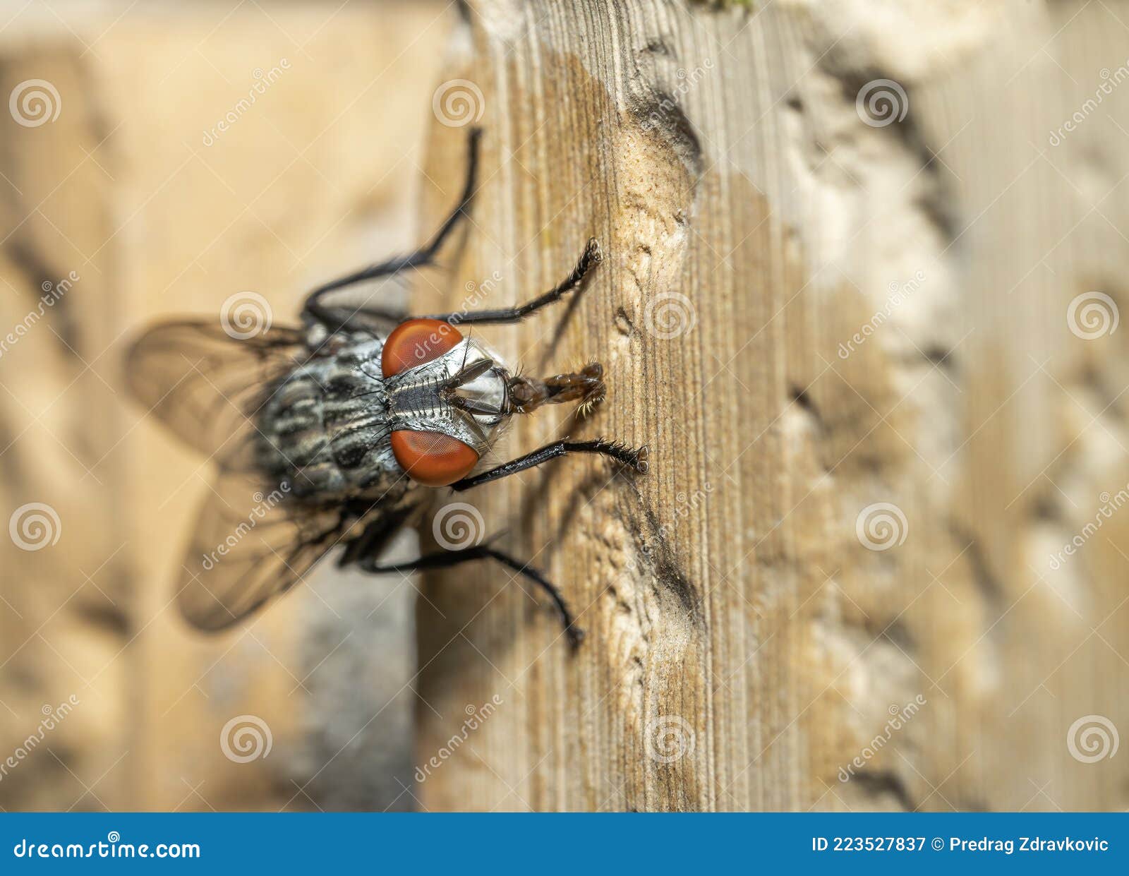 A fly on the wall stock image. Image of creepy, blighted - 223527837