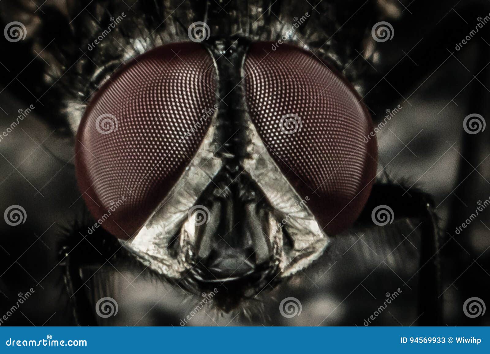 Fly on Steel stock image. Image of outdoor, life, nature - 94569933