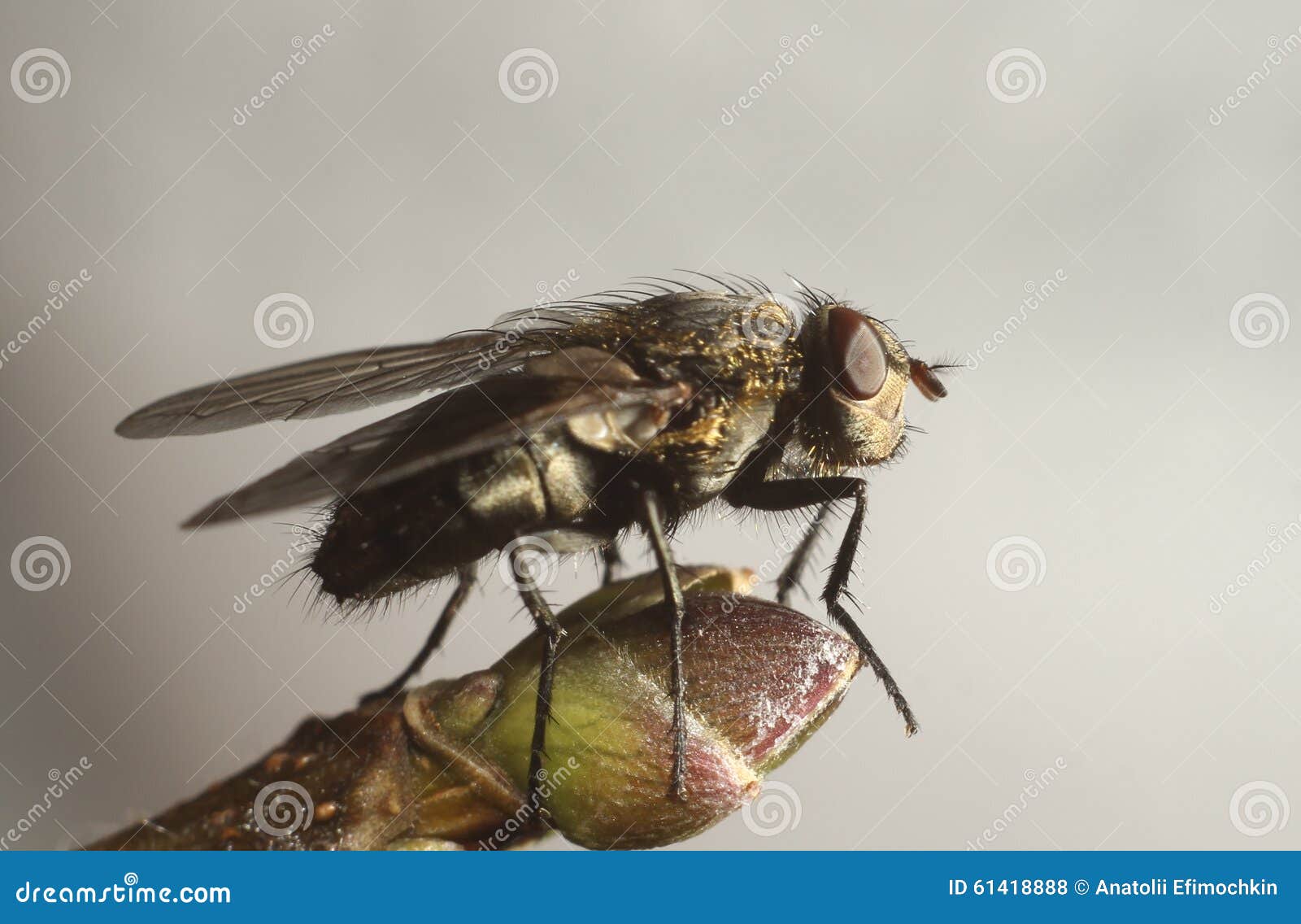 Fly on stem stock photo. Image of claws, insect, wings - 61418888
