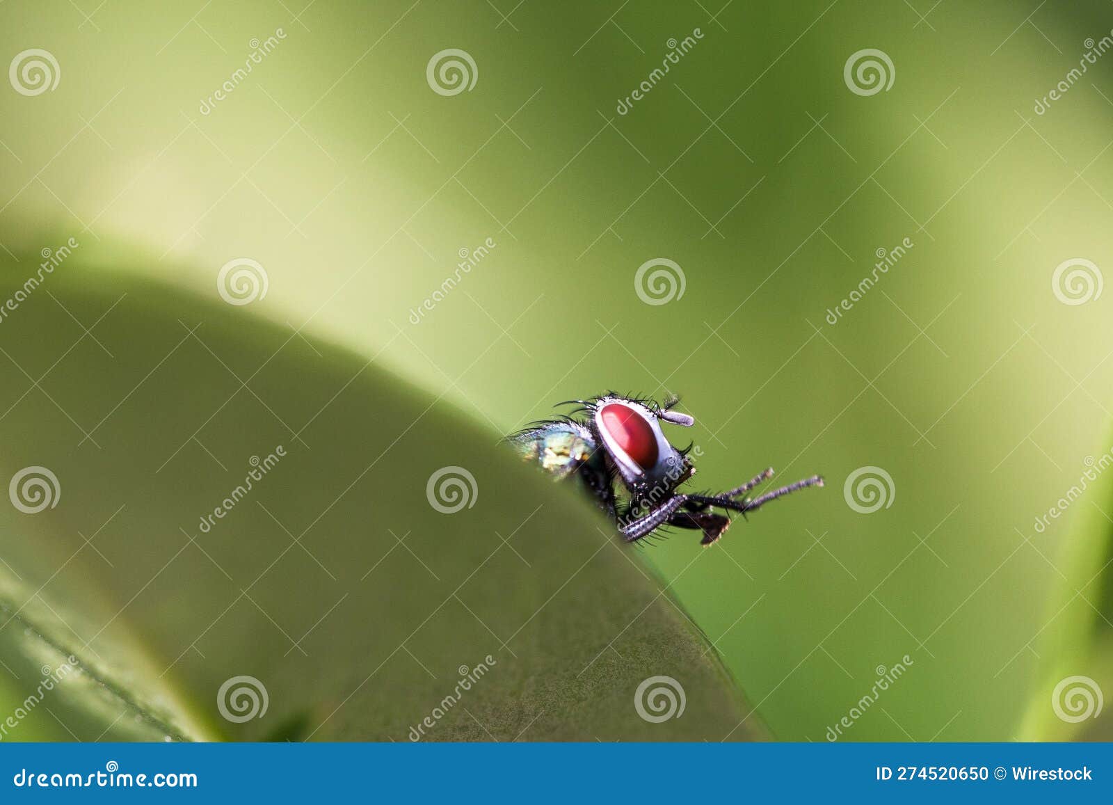 A Fly Sticks Its Head Out from Behind a Leaf and Preens Itself. Stock ...