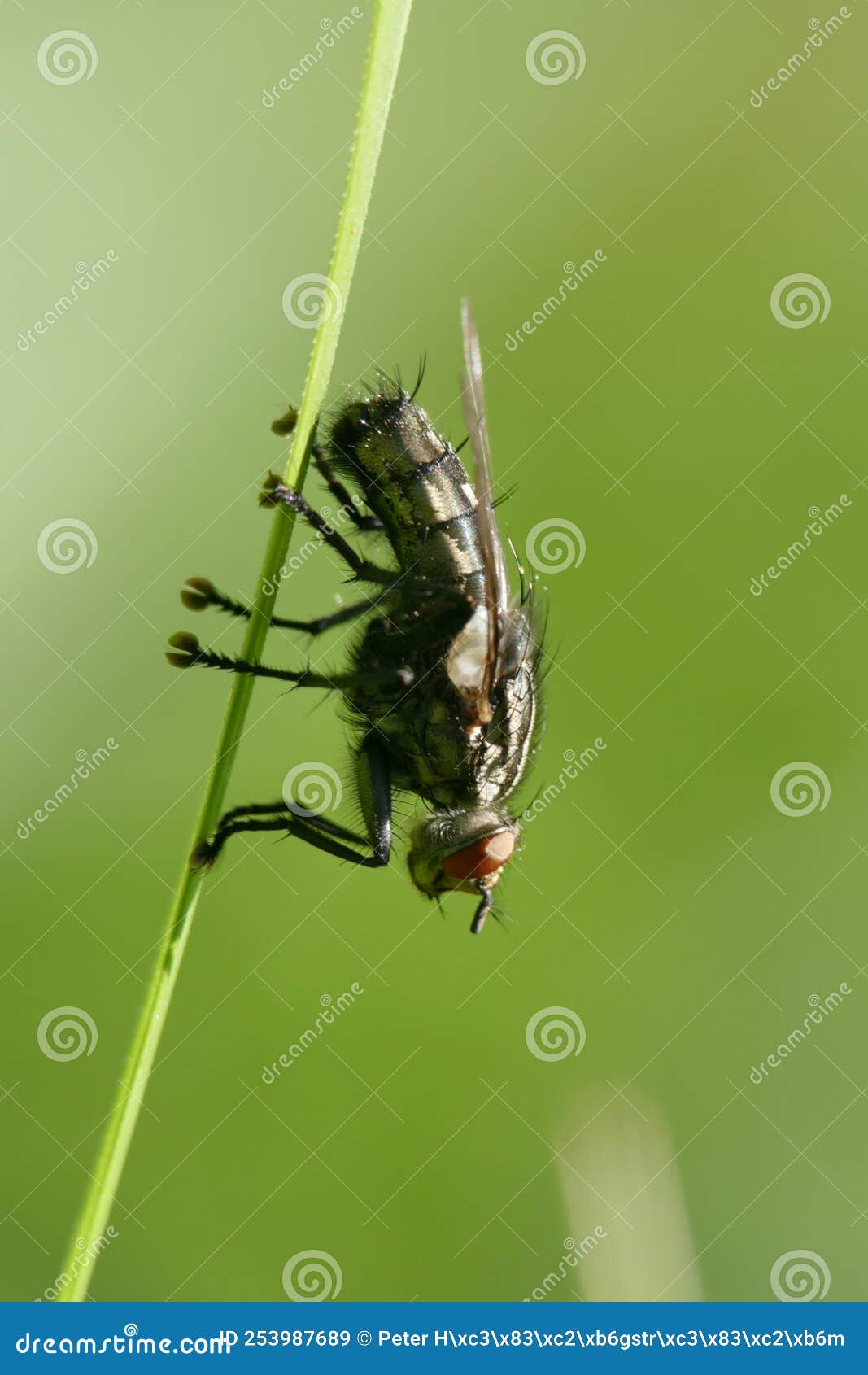 A fly on a straw stock image. Image of arthropod, insect - 253987689