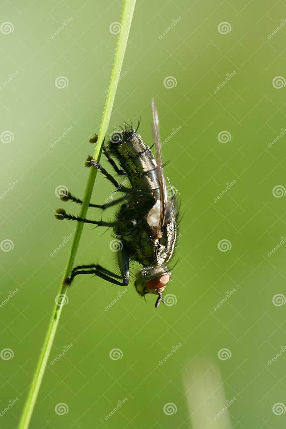 A fly on a straw stock image. Image of arthropod, insect - 253987689