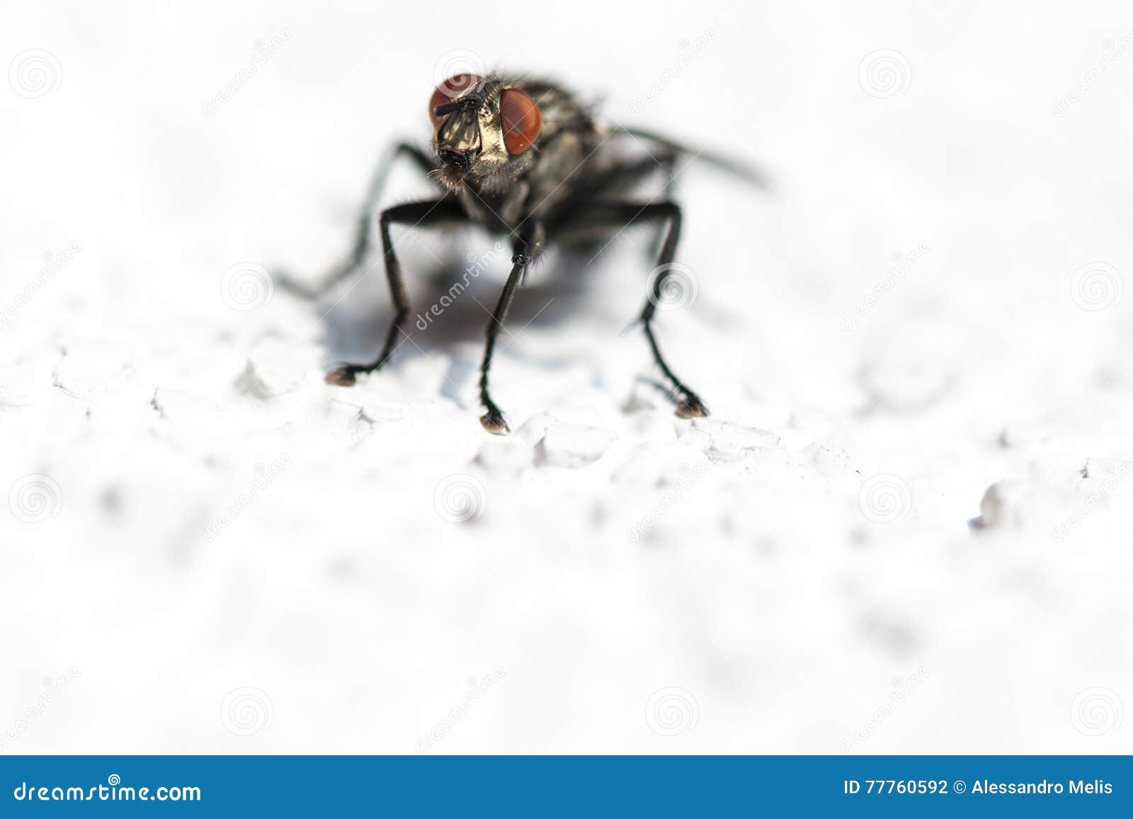 Fly stock photo. Image of nature, insect, parasite, wings - 77760592