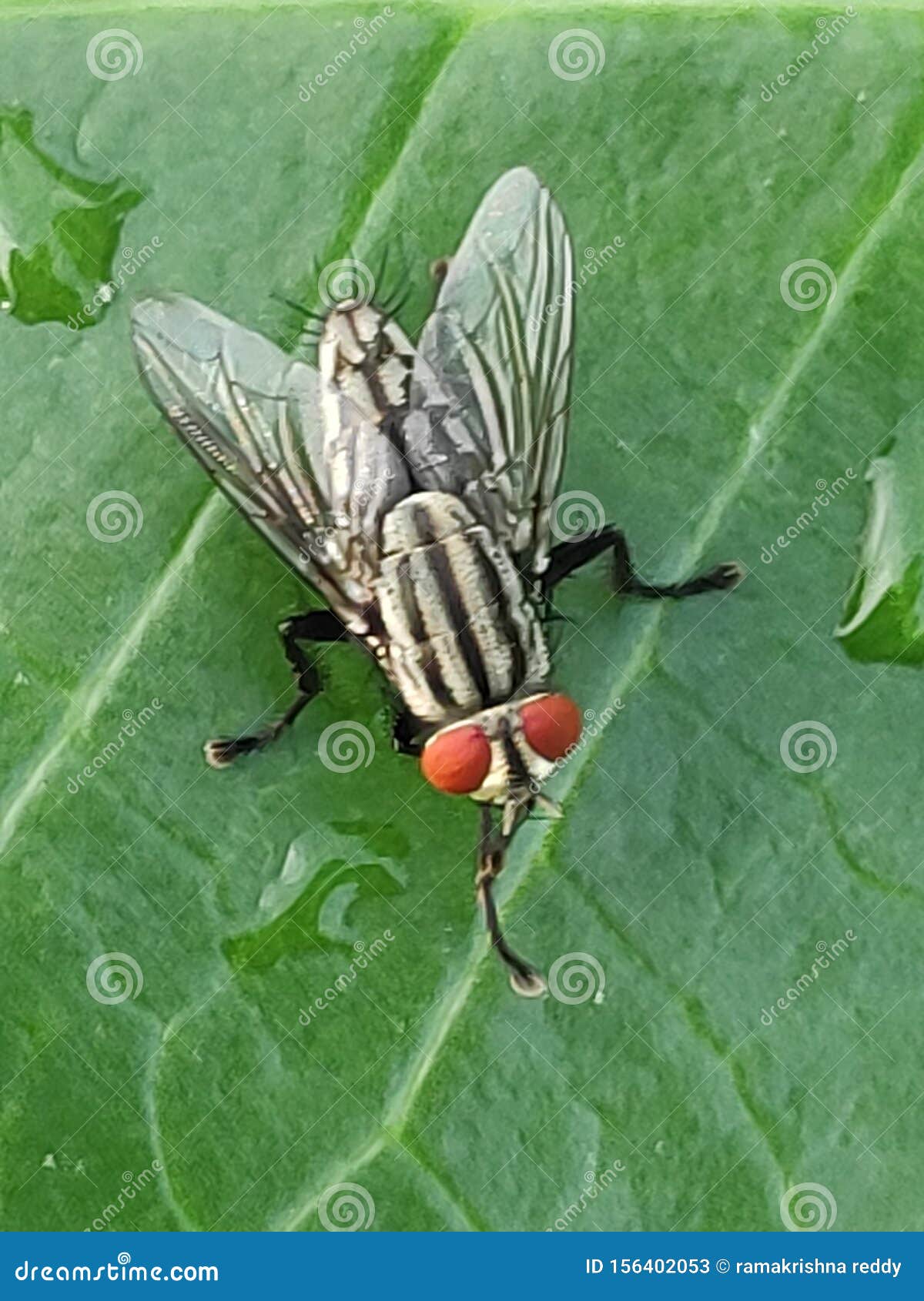 Fly with stripes on stock image. Image of insect, eyes - 156402053