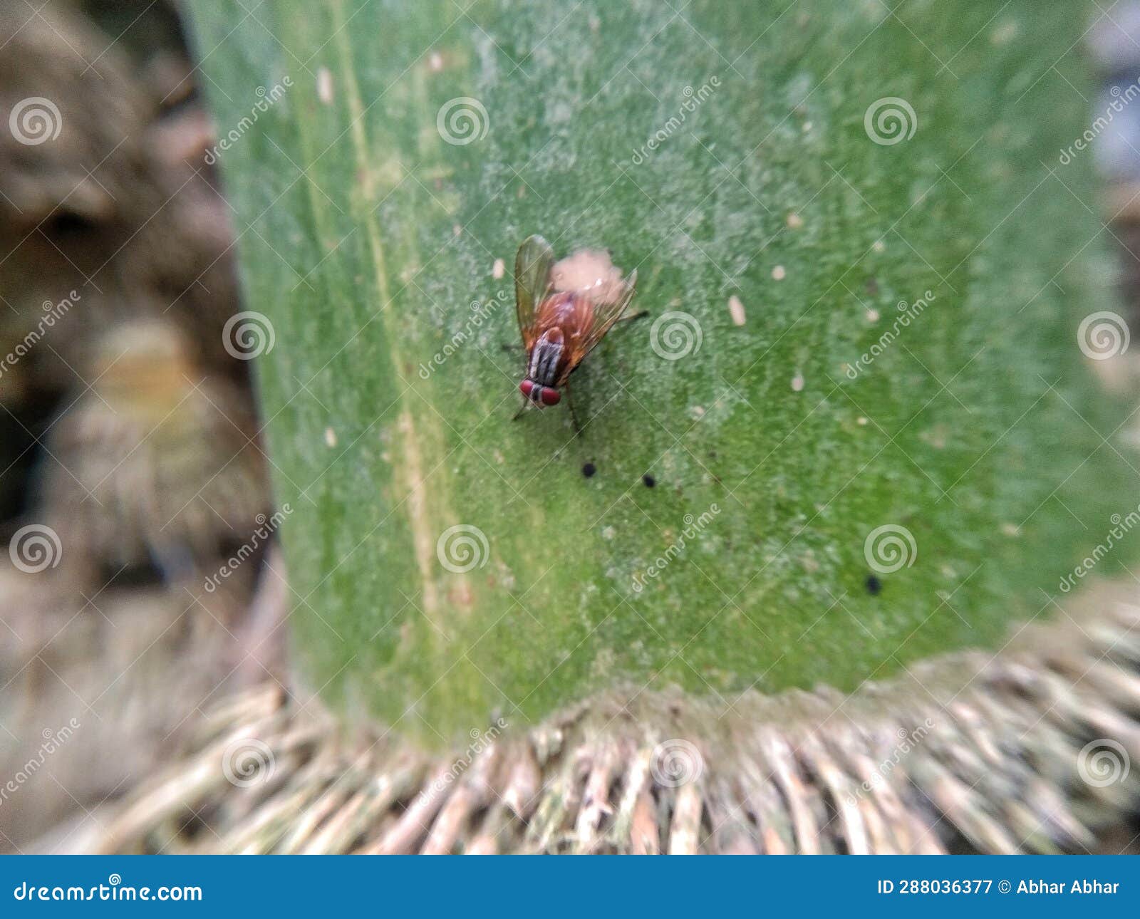 A Fly Stuck in a Bamboo Tree Stock Image - Image of leaf, holiday ...