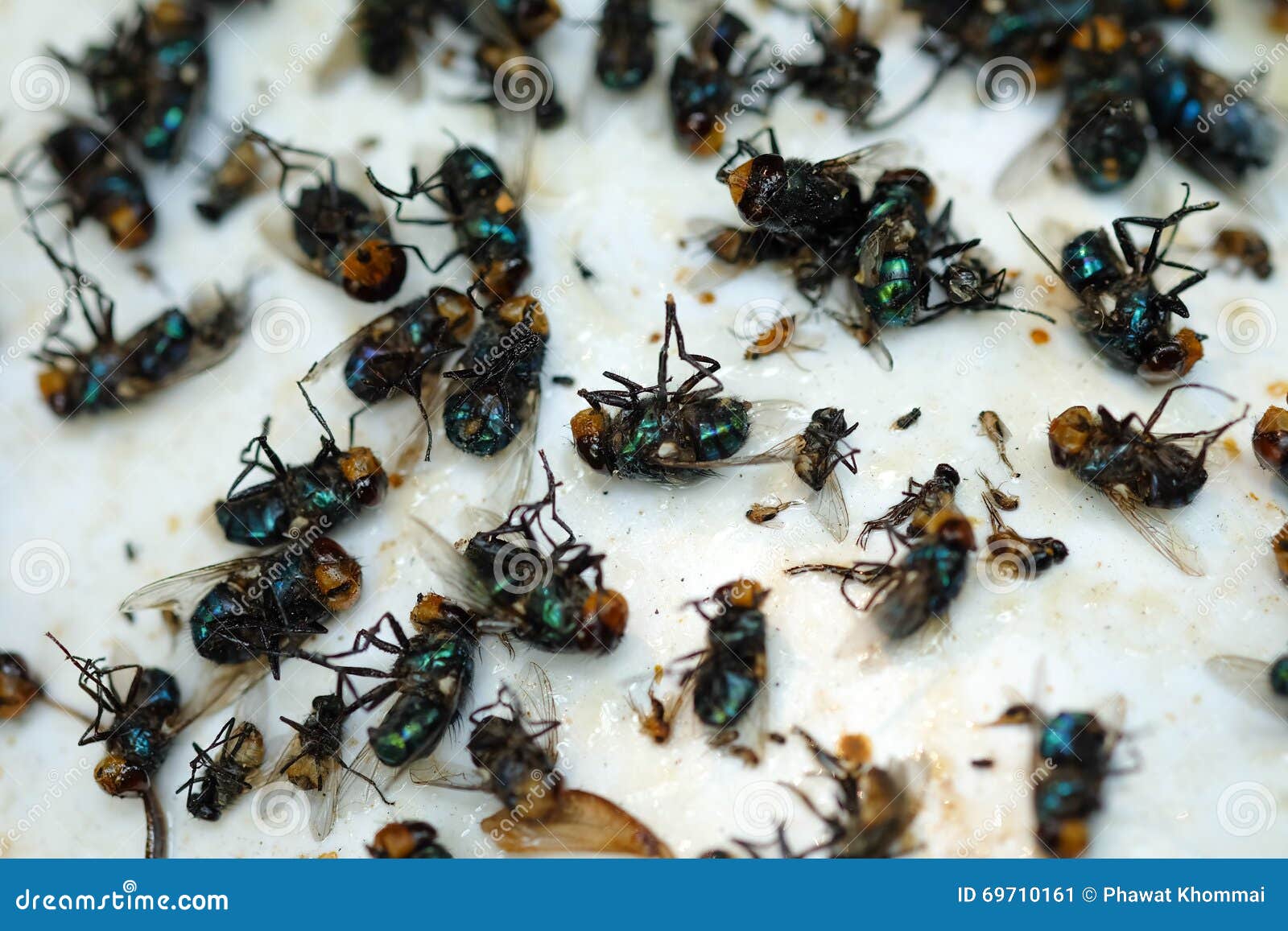 Fly stuck on a glue stock image. Image of ecology, trap - 69710161