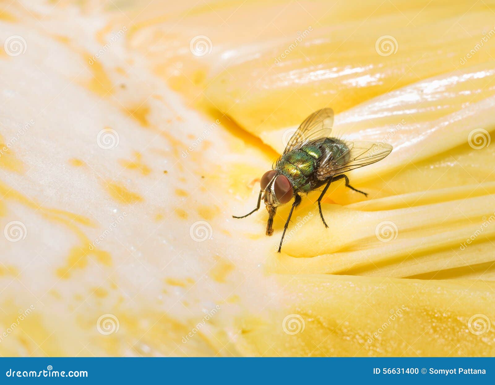 Fly sucking sweet stock photo. Image of wing, jackfruit - 56631400