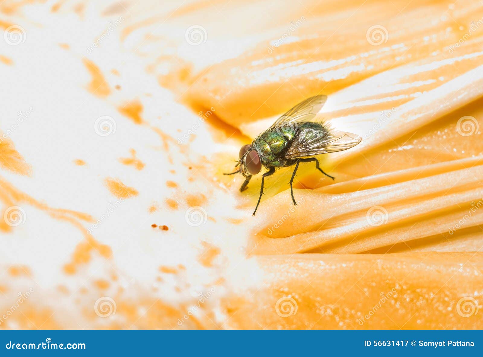 Fly sucking sweet stock image. Image of organism, nectar - 56631417