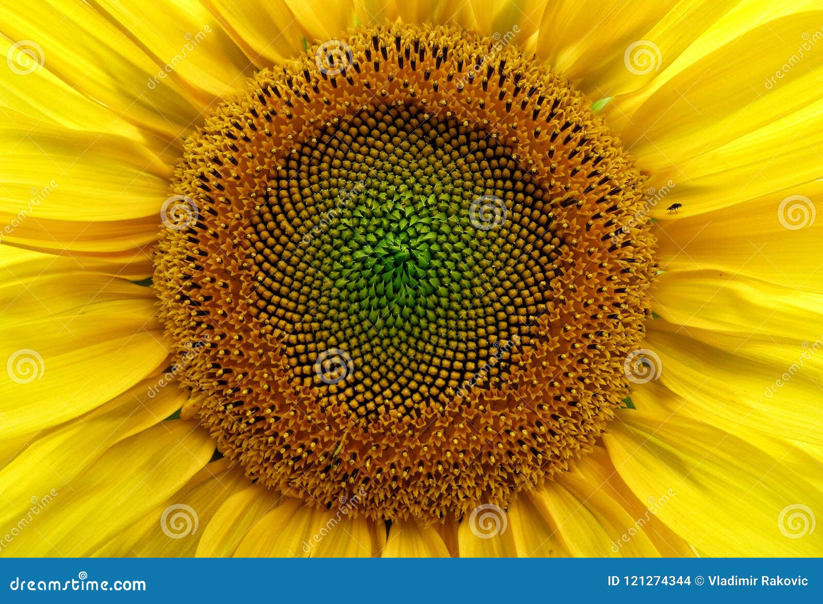 Fly and Sunflower, Love Foreplay Stock Photo - Image of lake, century ...