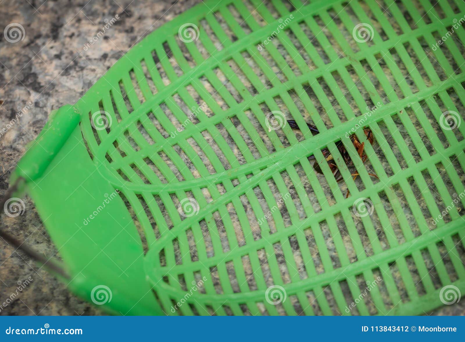 Hitting the Wasp stock photo. Image of jacket, kill - 113843412