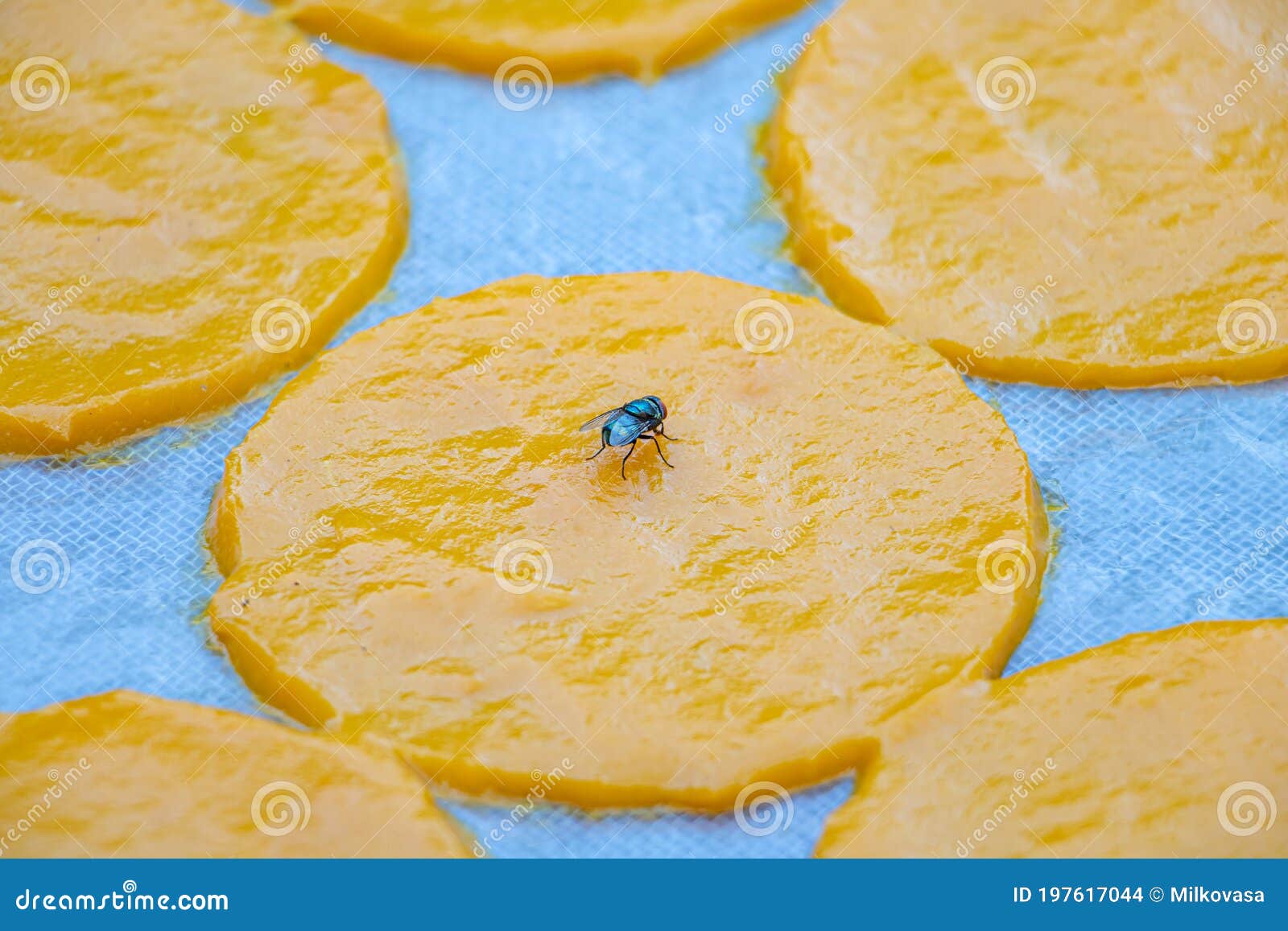 A Fly Taste the Yellow Round Slice of Drying Mango, Thai Countryside ...