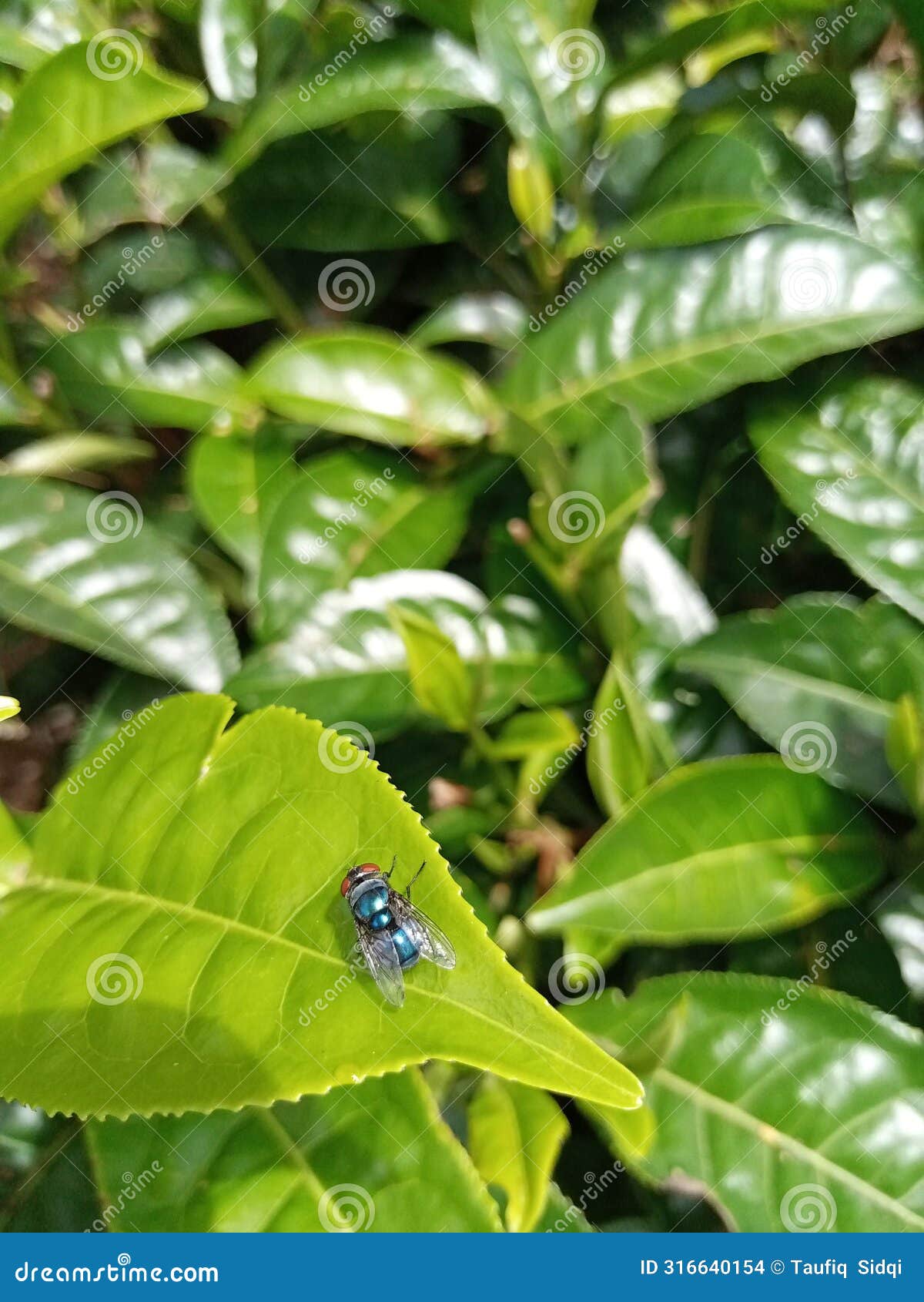 A fly on the tea leaves stock photo. Image of insect - 316640154