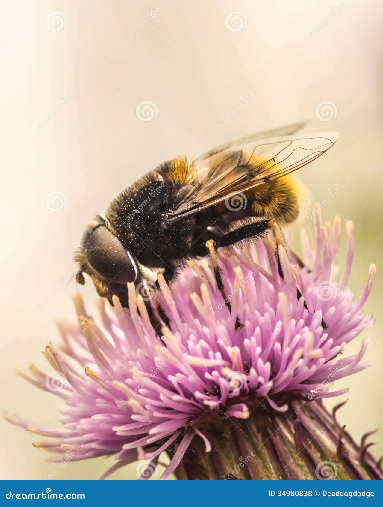 Fly of a Thistle Flower stock photo. Image of green, spring - 34980838