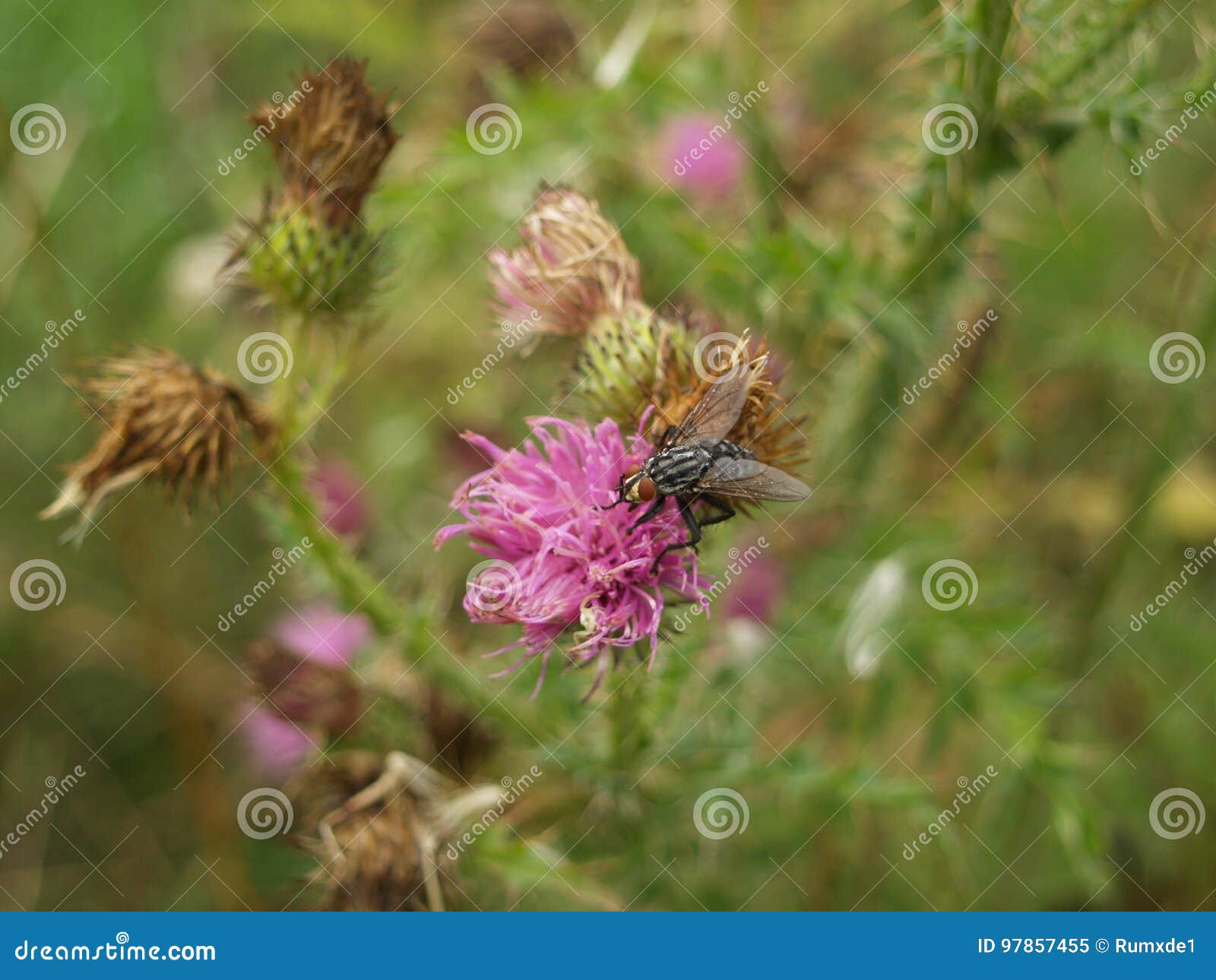 Fly on thistle stock image. Image of flesh, flora, meat - 97857455