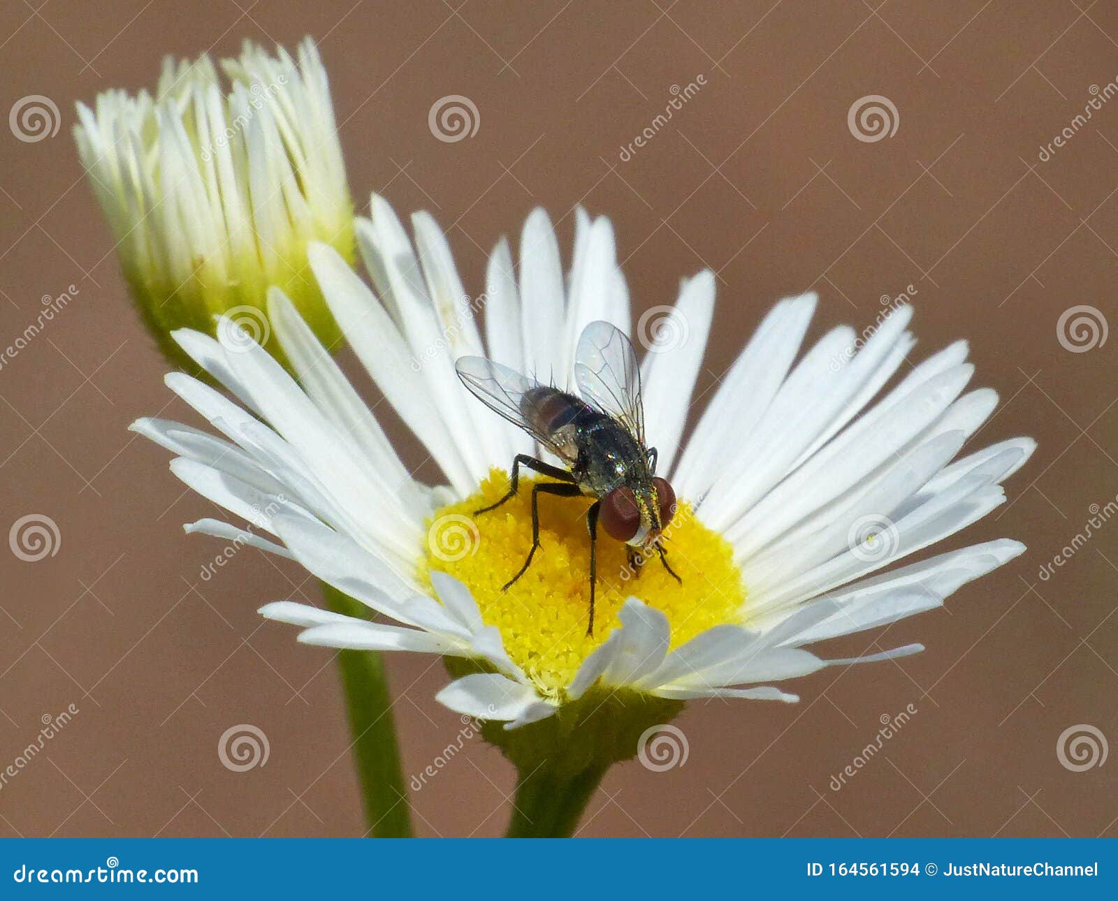 Fly on Tiny Daisy 2 stock photo. Image of brown, white - 164561594