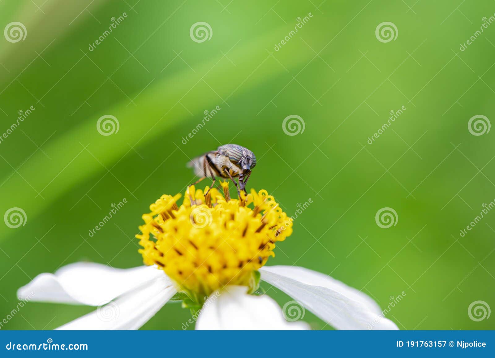 Fly stock image. Image of magnified, pattern, texture - 191763157