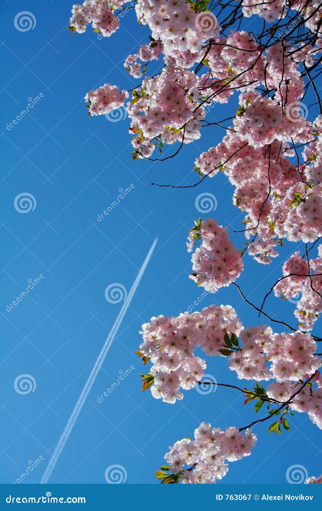 Fly to the land of sakura stock image. Image of fresh, plane - 763067