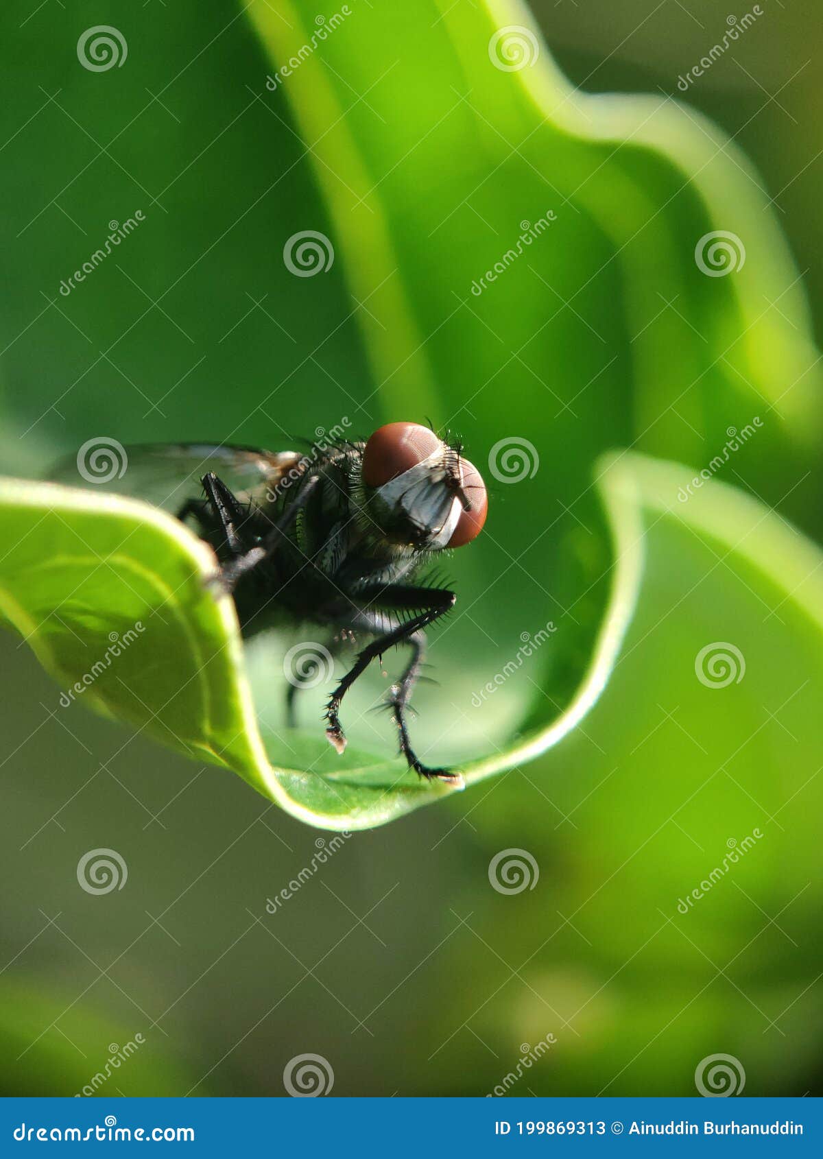 Fly on top of leaf stock image. Image of leaf, beetle - 199869313