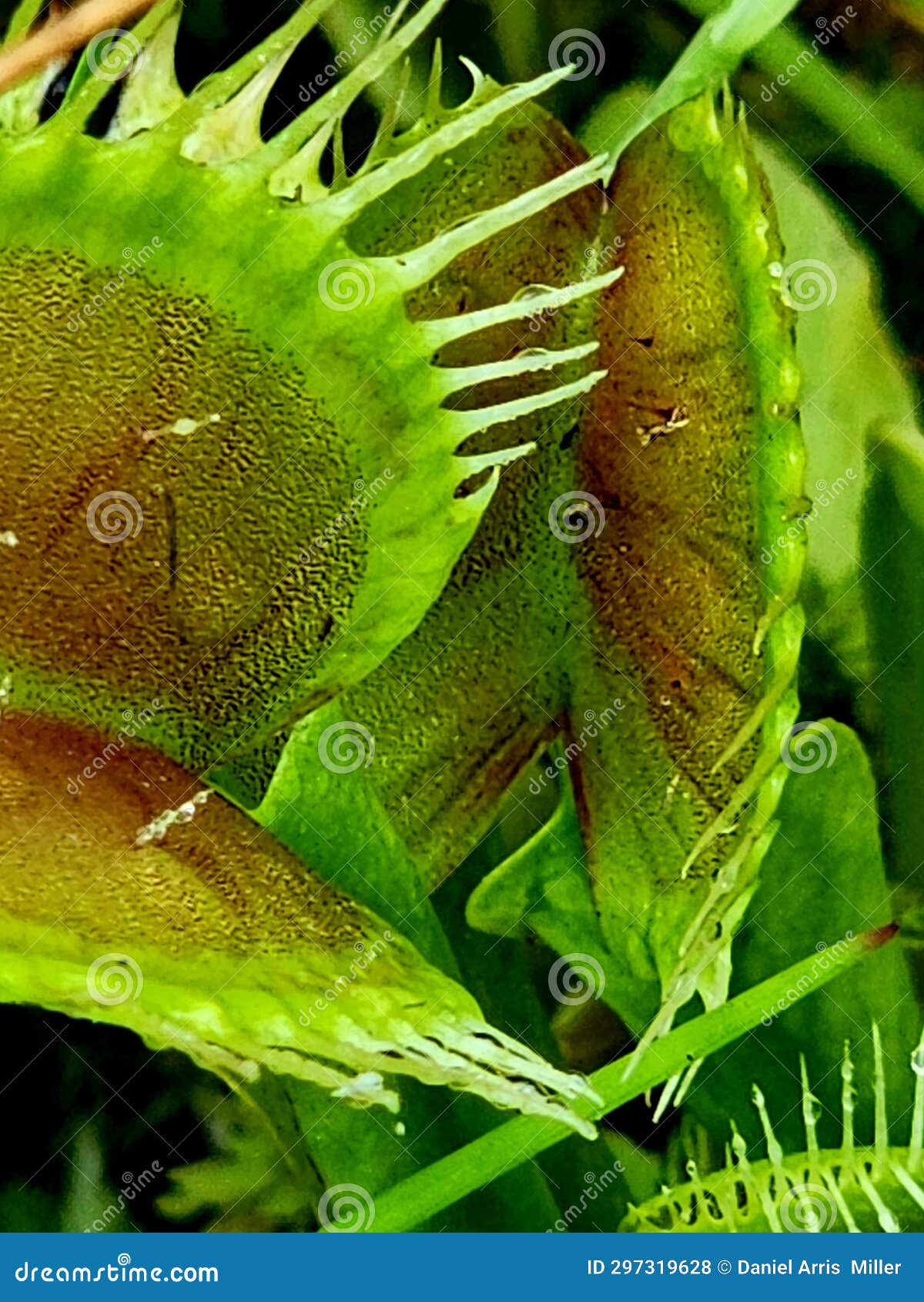 Fly Trap Art Nature Abstract Stock Photo - Image of trap, abstract ...