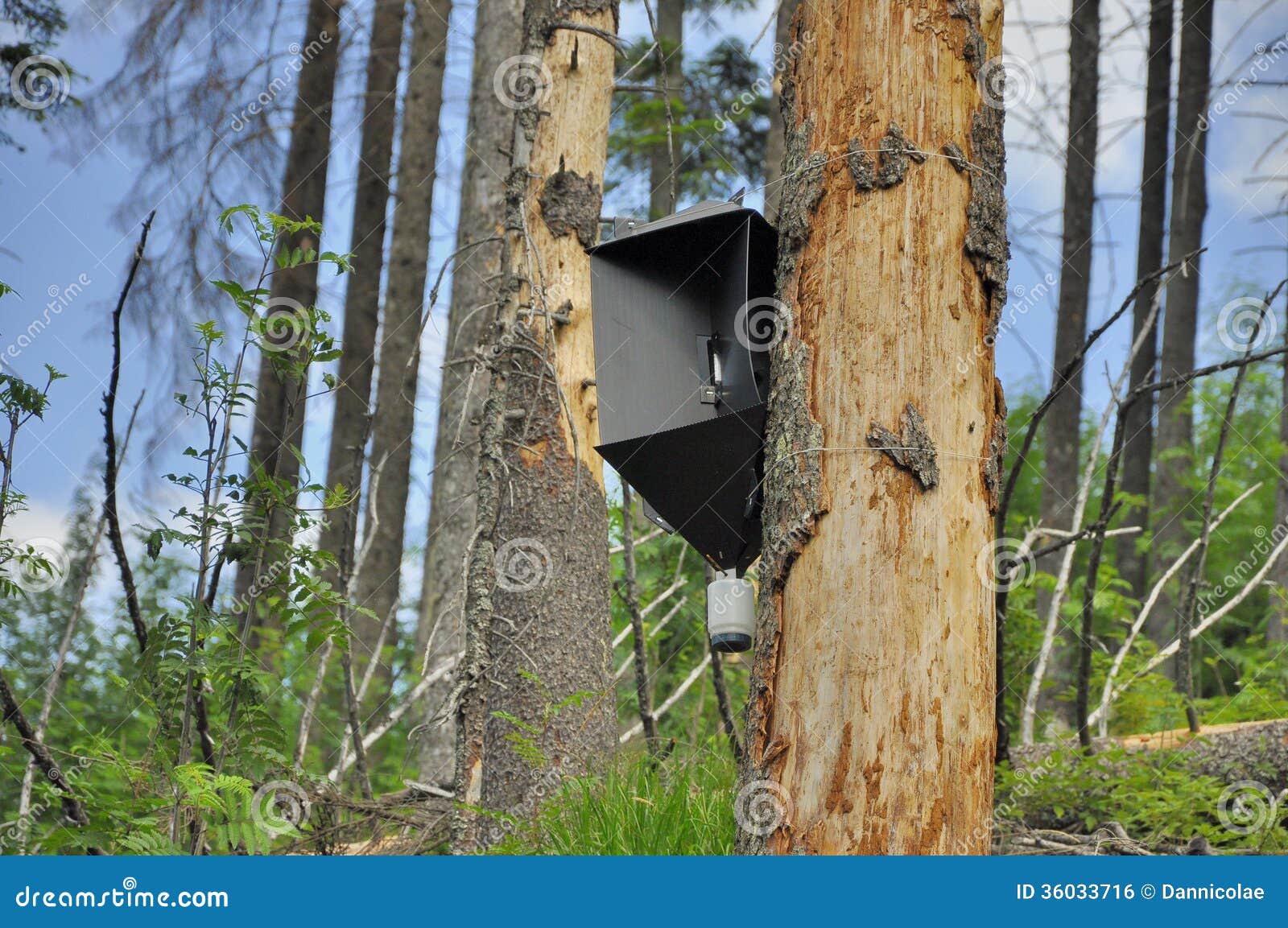 A Trap Used for Catching Insects in Forest Stock Photo - Image of ...