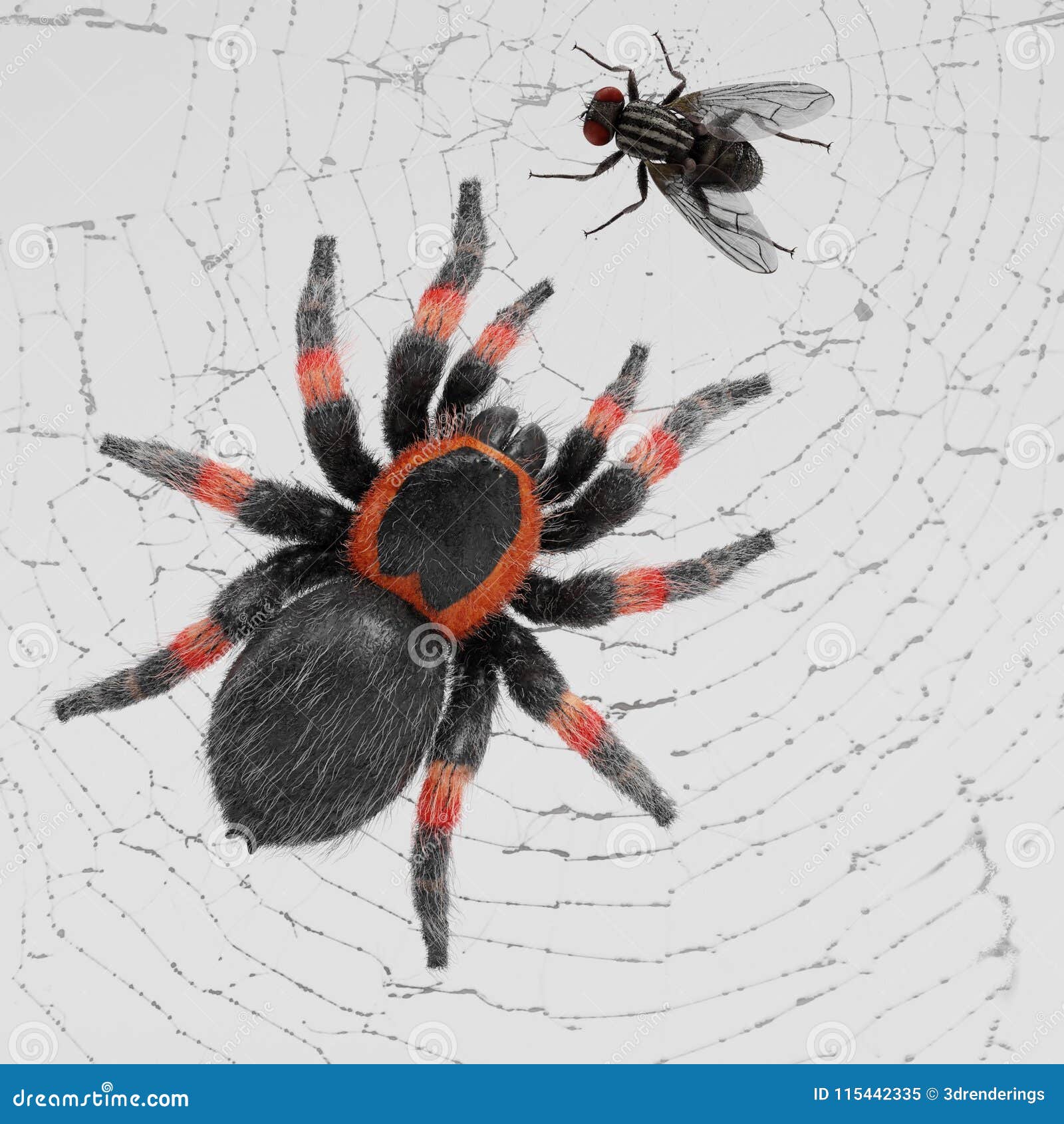 Fly Trapped on Cobweb stock illustration. Illustration of spider ...