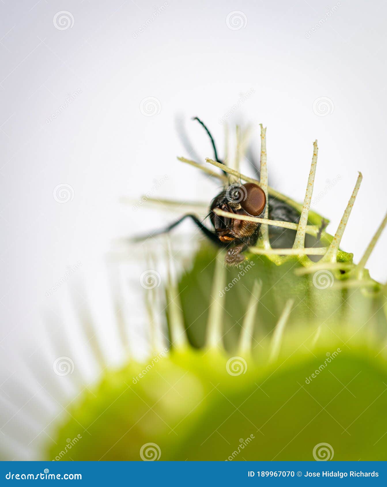 A Fly Trapped Inside a Venus Fly Trap Plant Stock Photo - Image of ...