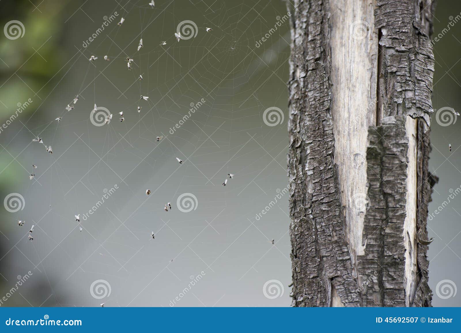 Fly trapped in spider web stock image. Image of nature - 45692507