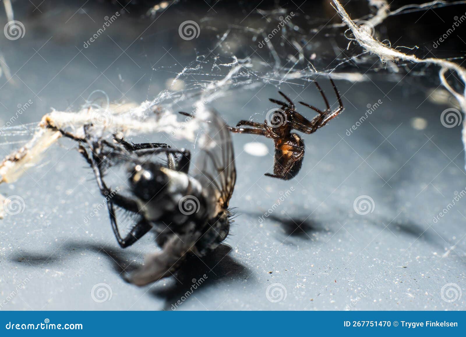 Fly Trapped in Spiders Web.. Stock Photo - Image of white, flower ...