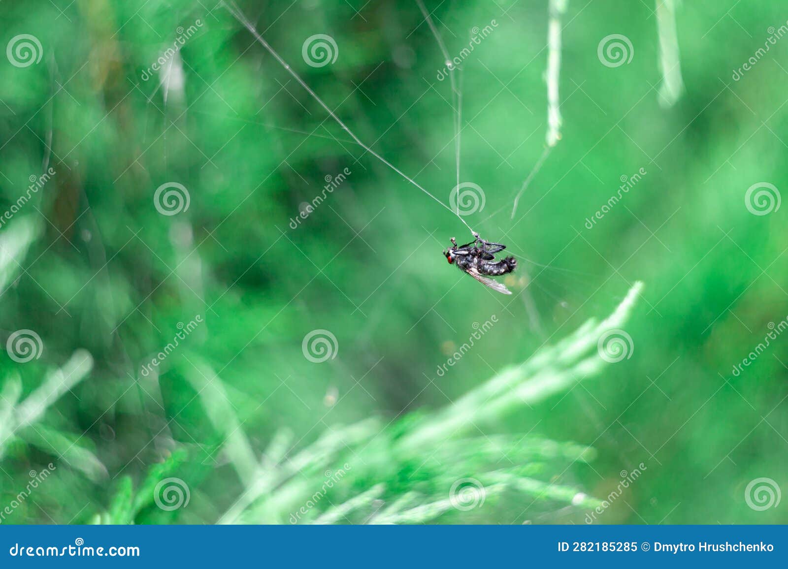 Fly Trapped in Spiders Web. Dead Fly in the Web. Stock Image - Image of ...