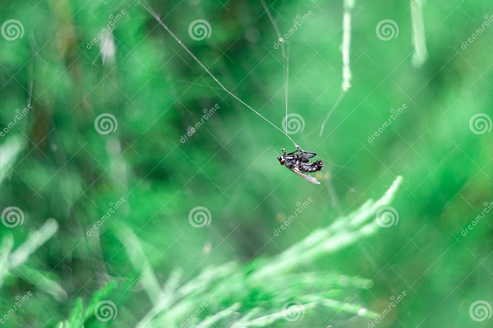 Fly Trapped in Spiders Web. Dead Fly in the Web. Stock Image - Image of ...