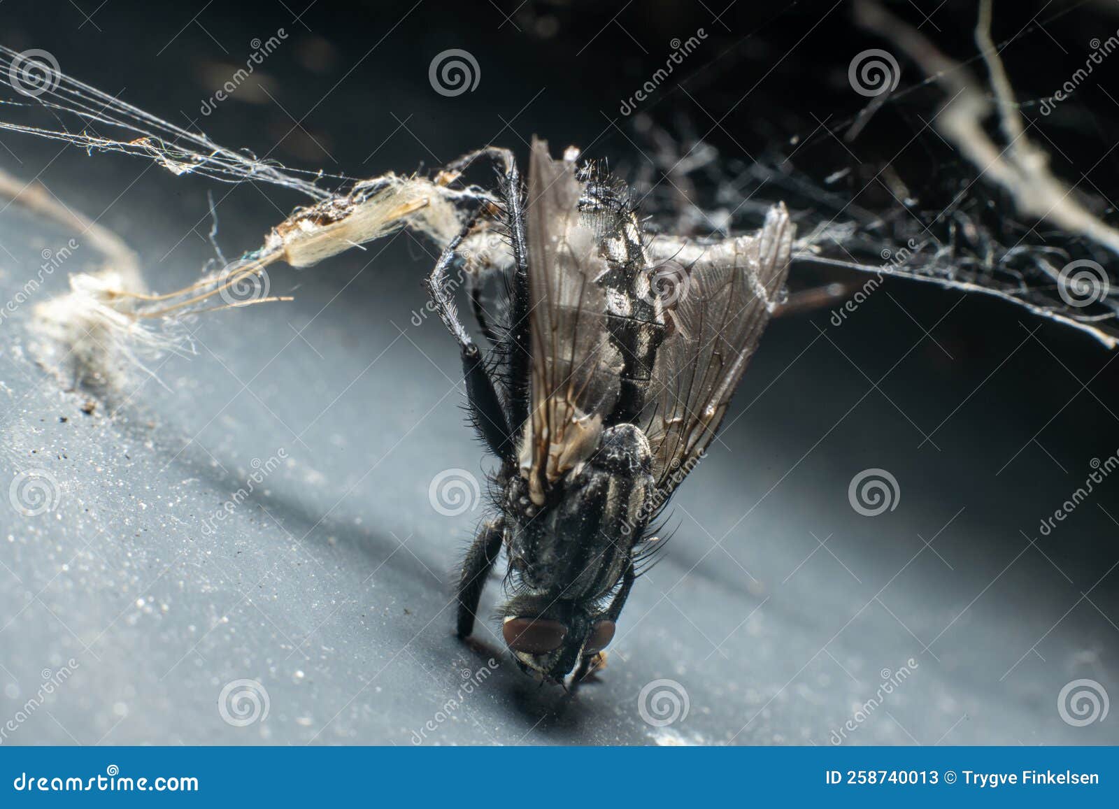 Fly Trapped in Spiders Web.. Stock Image - Image of leaf, animals ...