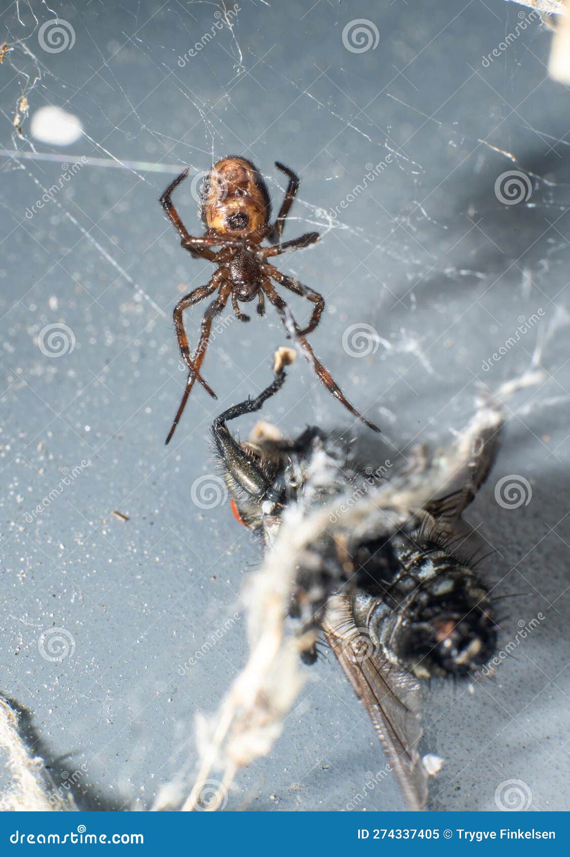 Fly Trapped in Spiders Web.. Stock Image - Image of flying, spider ...