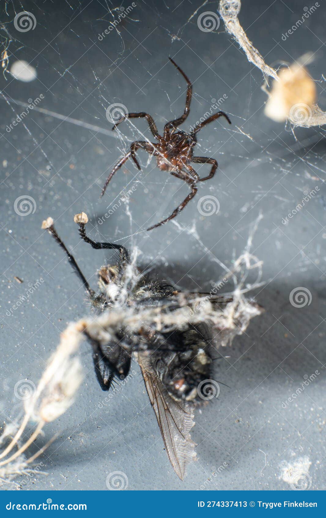 Fly Trapped in Spiders Web.. Stock Image - Image of plant, insect ...