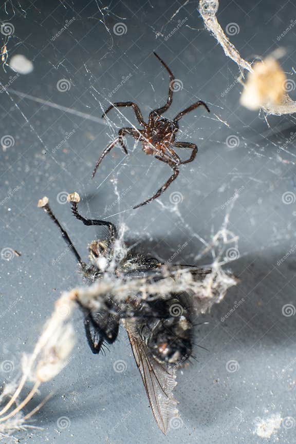 Fly Trapped in Spiders Web.. Stock Image - Image of plant, insect ...