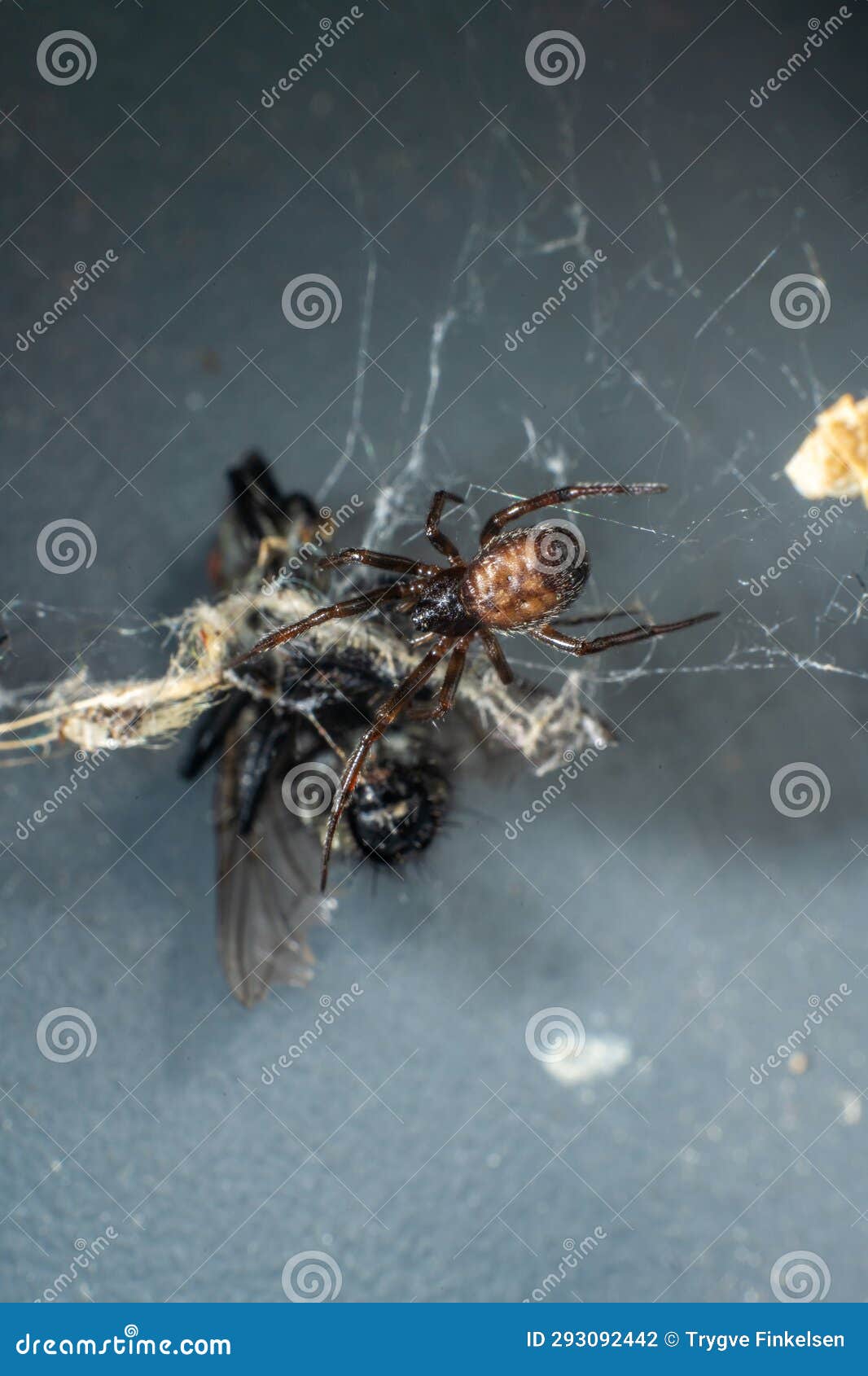 Fly Trapped in Spiders Web.. Stock Photo - Image of closeup, plant ...