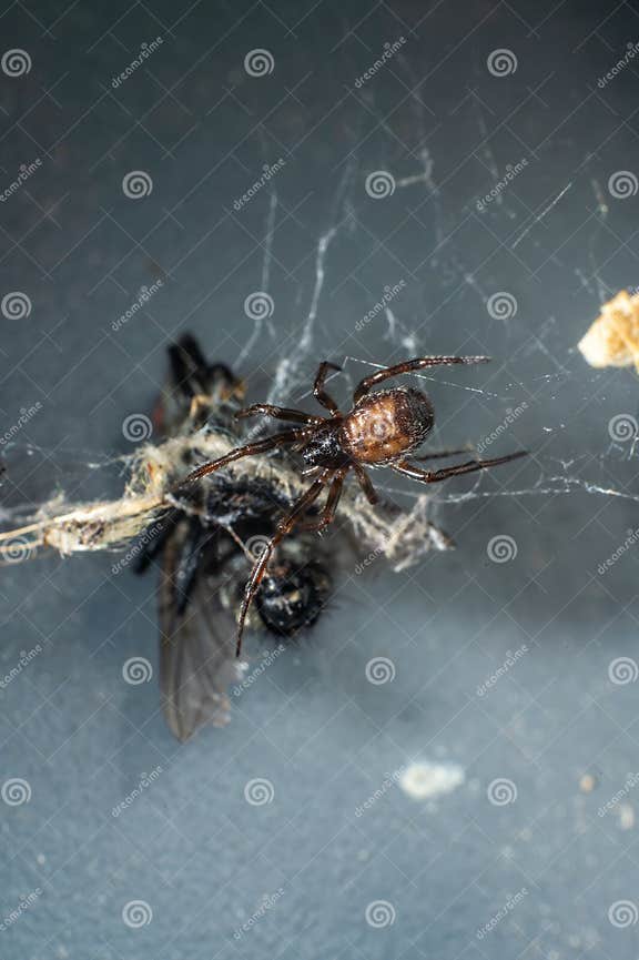 Fly Trapped in Spiders Web.. Stock Photo - Image of closeup, plant ...