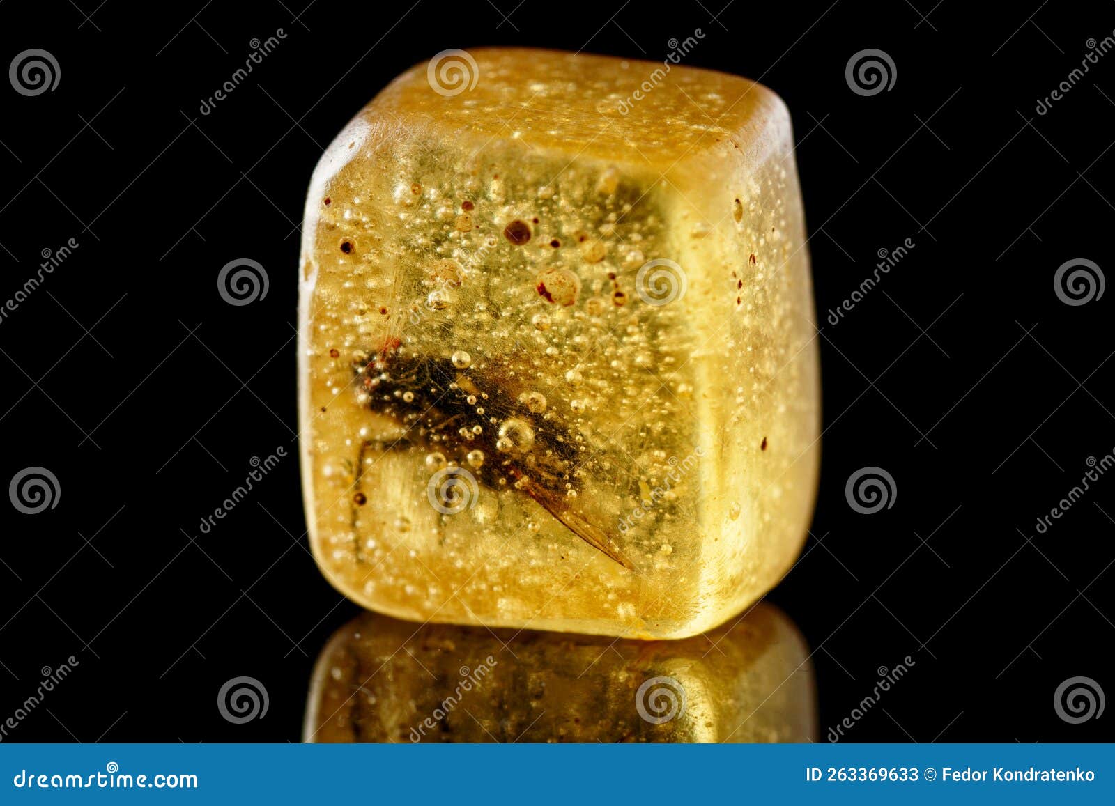 Fly Trapped in Wood Resin for Ever, Isolated on Black Stock Image ...